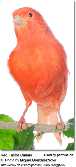 Color Canaries: Information and Sound Recordings | Beauty of Birds