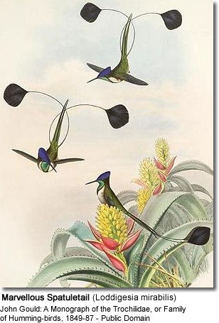 Marvellous Spatuletails - Hummingbirds | Beauty of Birds