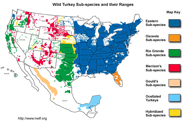 Wild Turkey Species & Distribution | Beauty of Birds