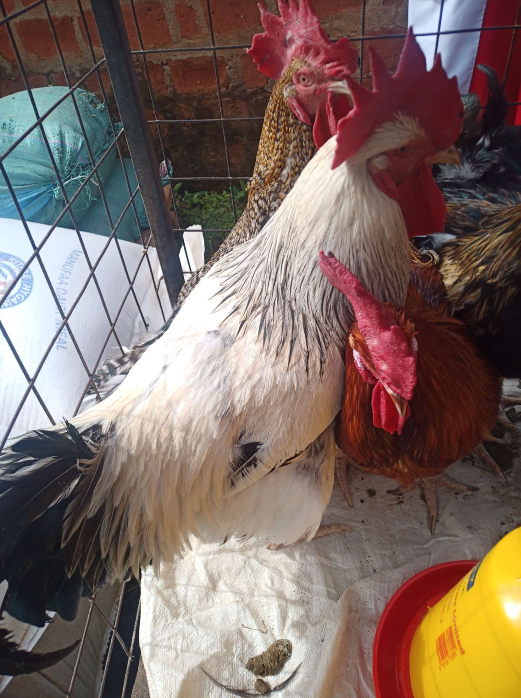Sasso Chicken