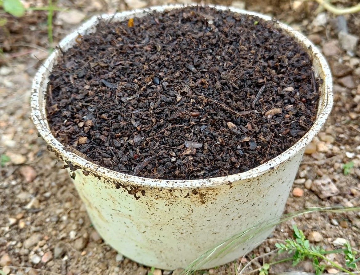 Enteeon - BSF Farming