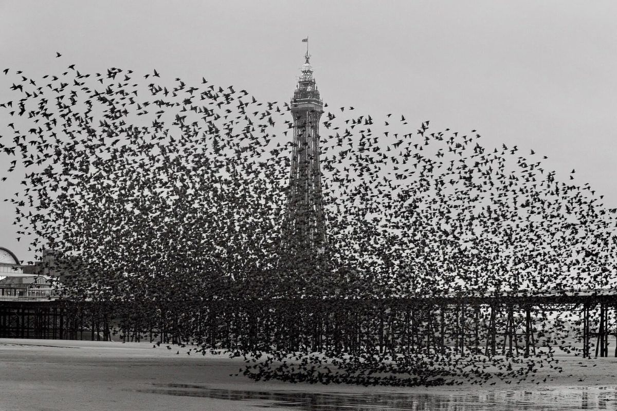 Blackpool Seagull - Yannick Dixon Photographic Works
