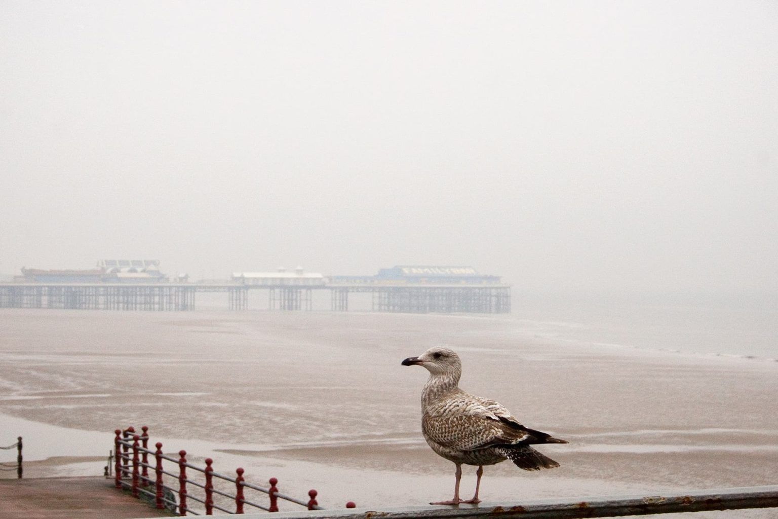 Blackpool Seagull - Yannick Dixon Photographic Works