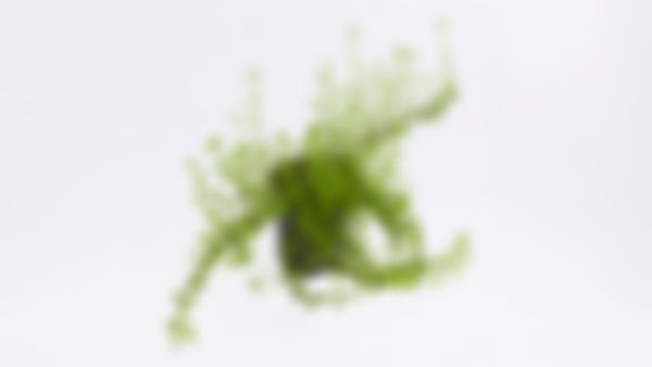 Oreganito plant | Delivered to your door