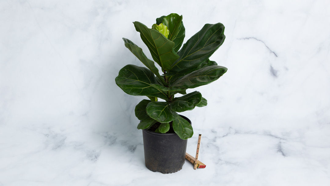 Planta ornamental: Pandurata | Entrega a tu puerta