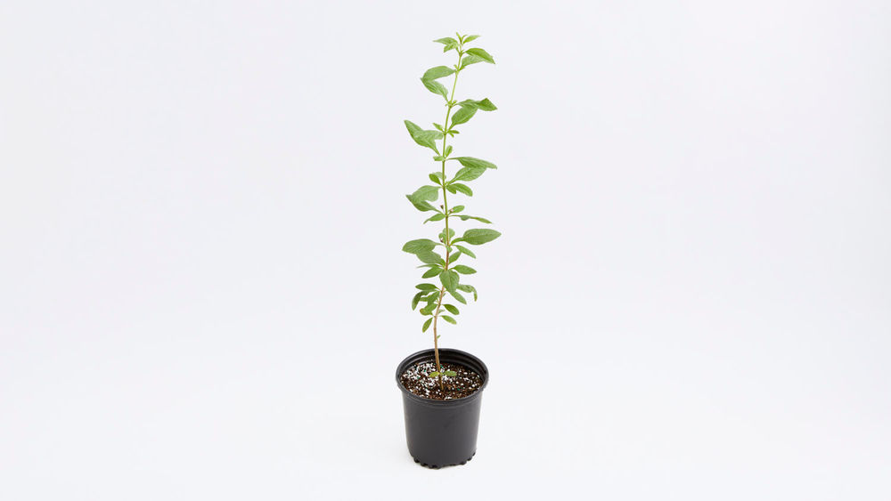 Pennyroyal Plan Medicinal 4 Delivered To Your Door