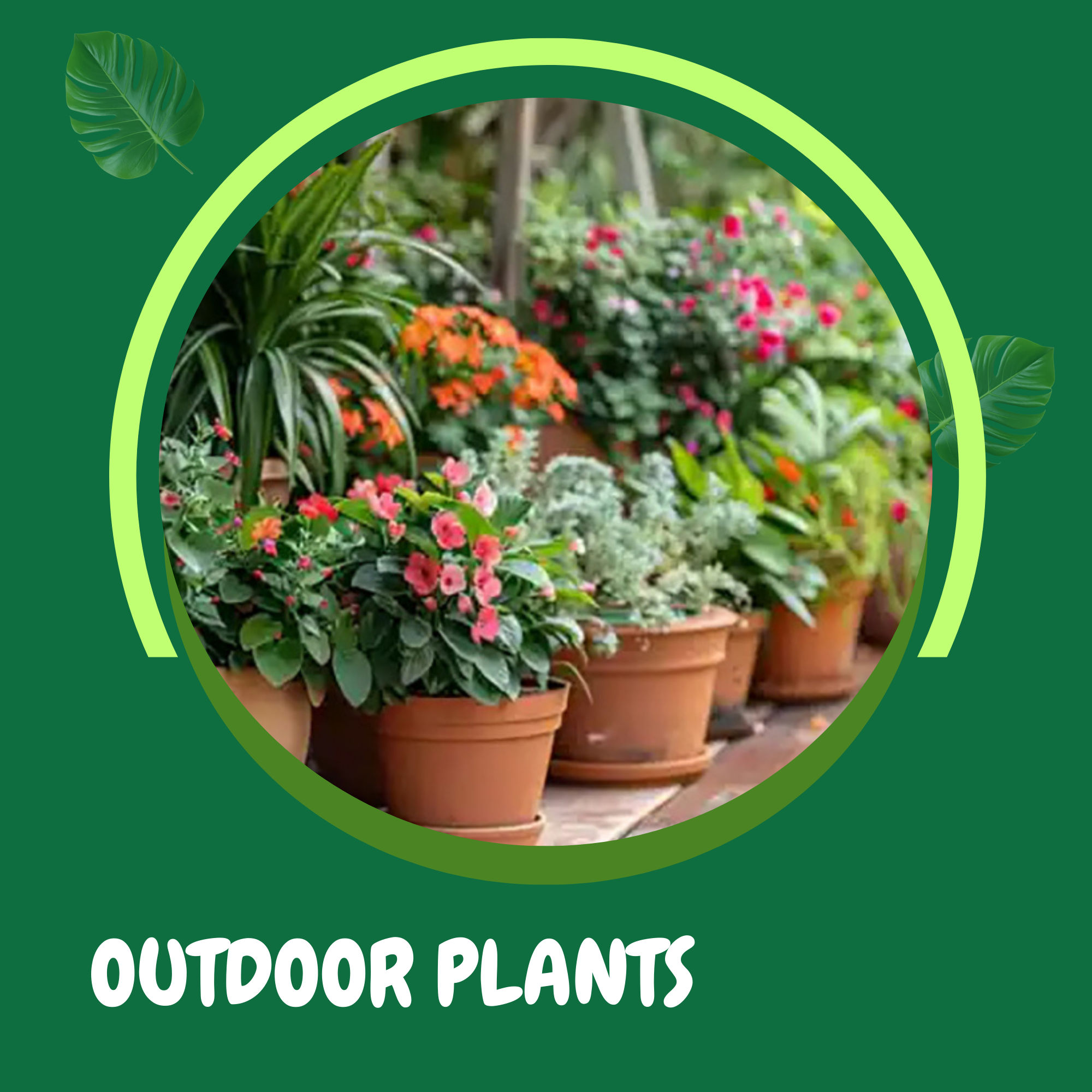 Dubai Plant Store | Indoor & Outdoor Plants Dubai Shop | Exotic ...