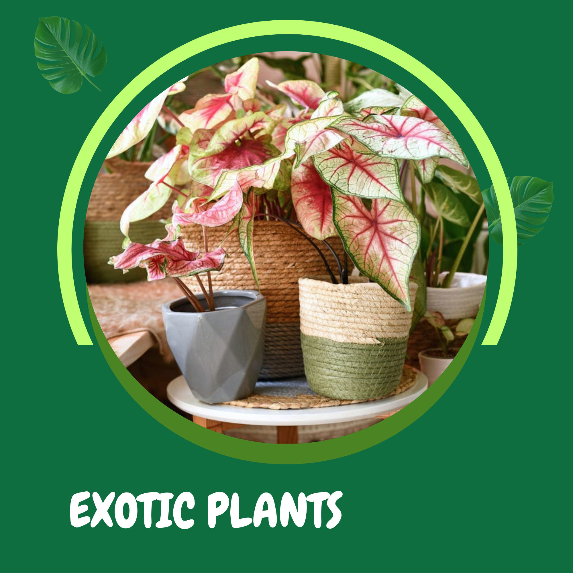 Dubai Plant Store | Indoor & Outdoor Plants Dubai Shop | Exotic ...
