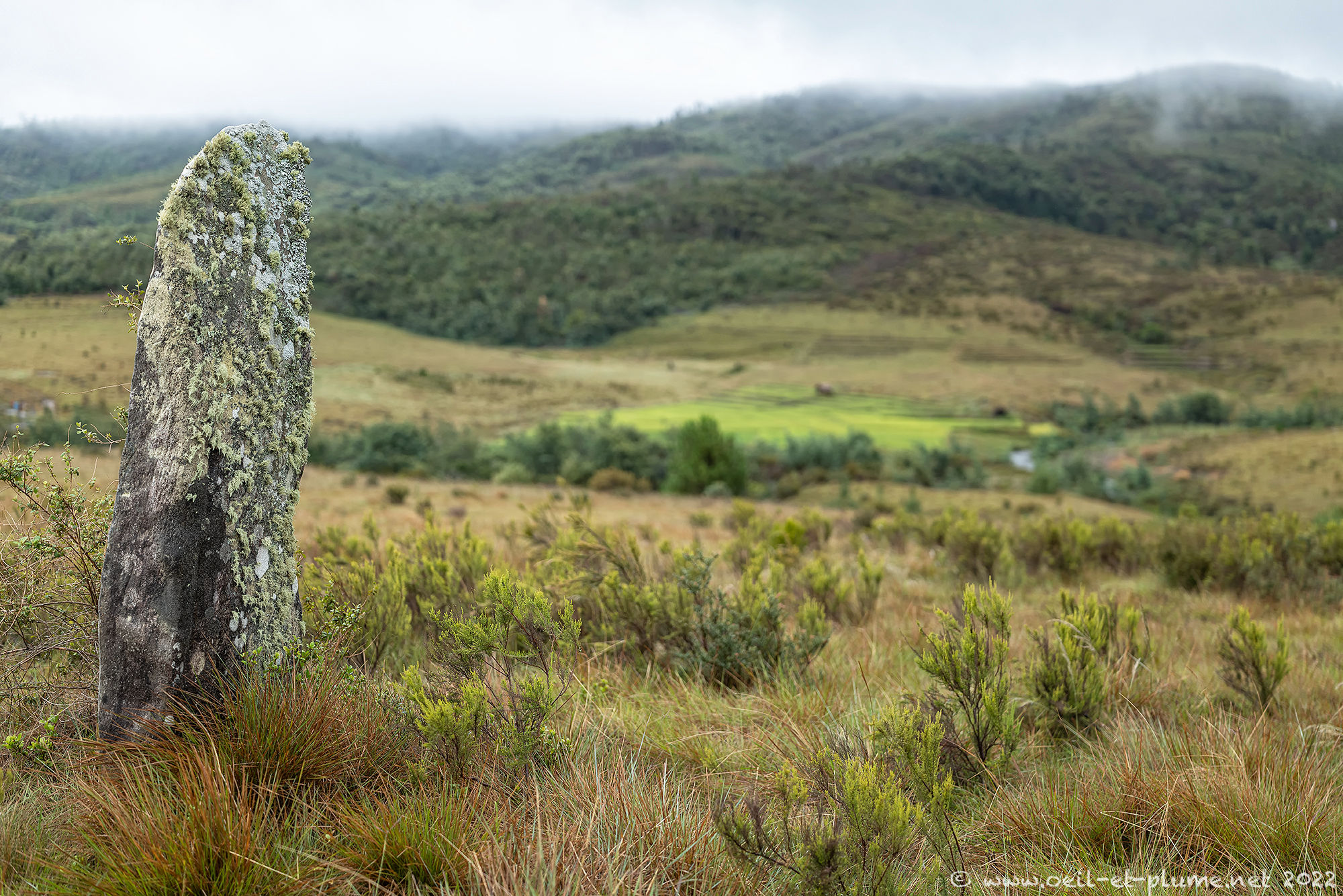 Madagascar - Zafimaniry (1) - Coups d'oeil et Coups de plume