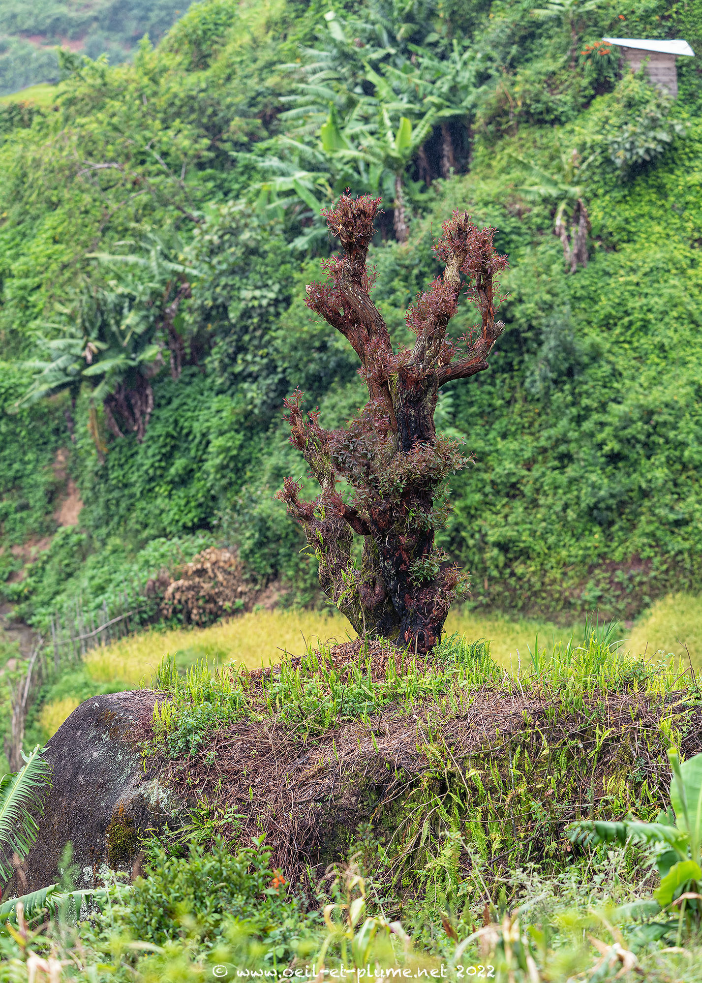 Madagascar - Zafimaniry (1) - Coups d'oeil et Coups de plume