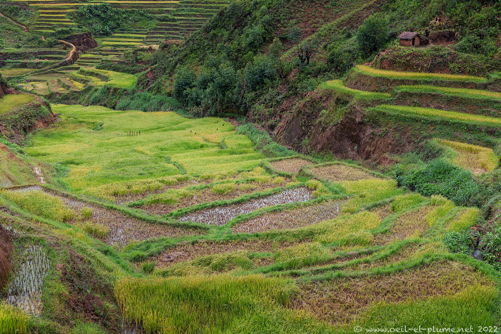 Madagascar - Zafimaniry (3) - Coups d'oeil et Coups de plume