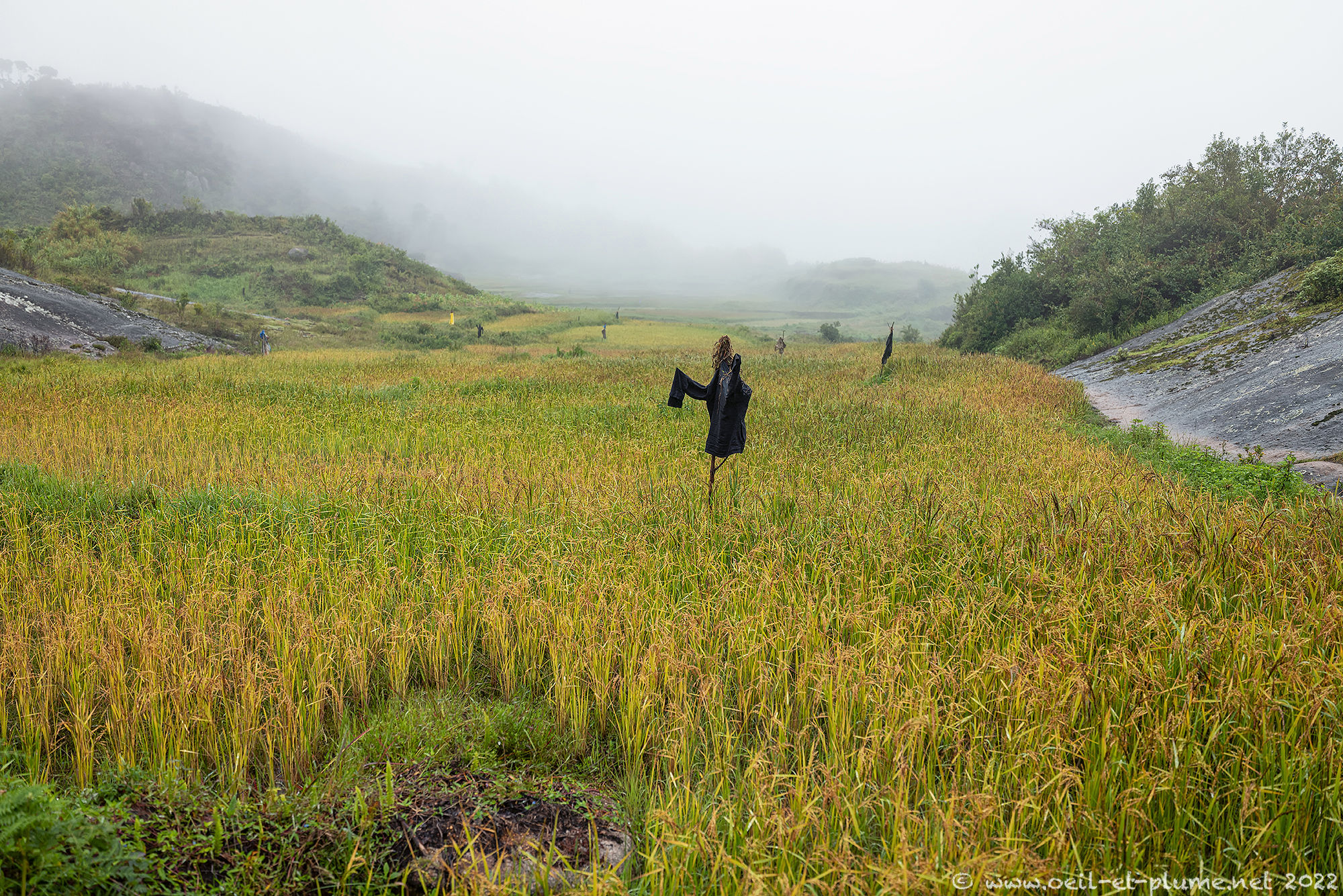 Madagascar - Zafimaniry (3) - Coups d'oeil et Coups de plume