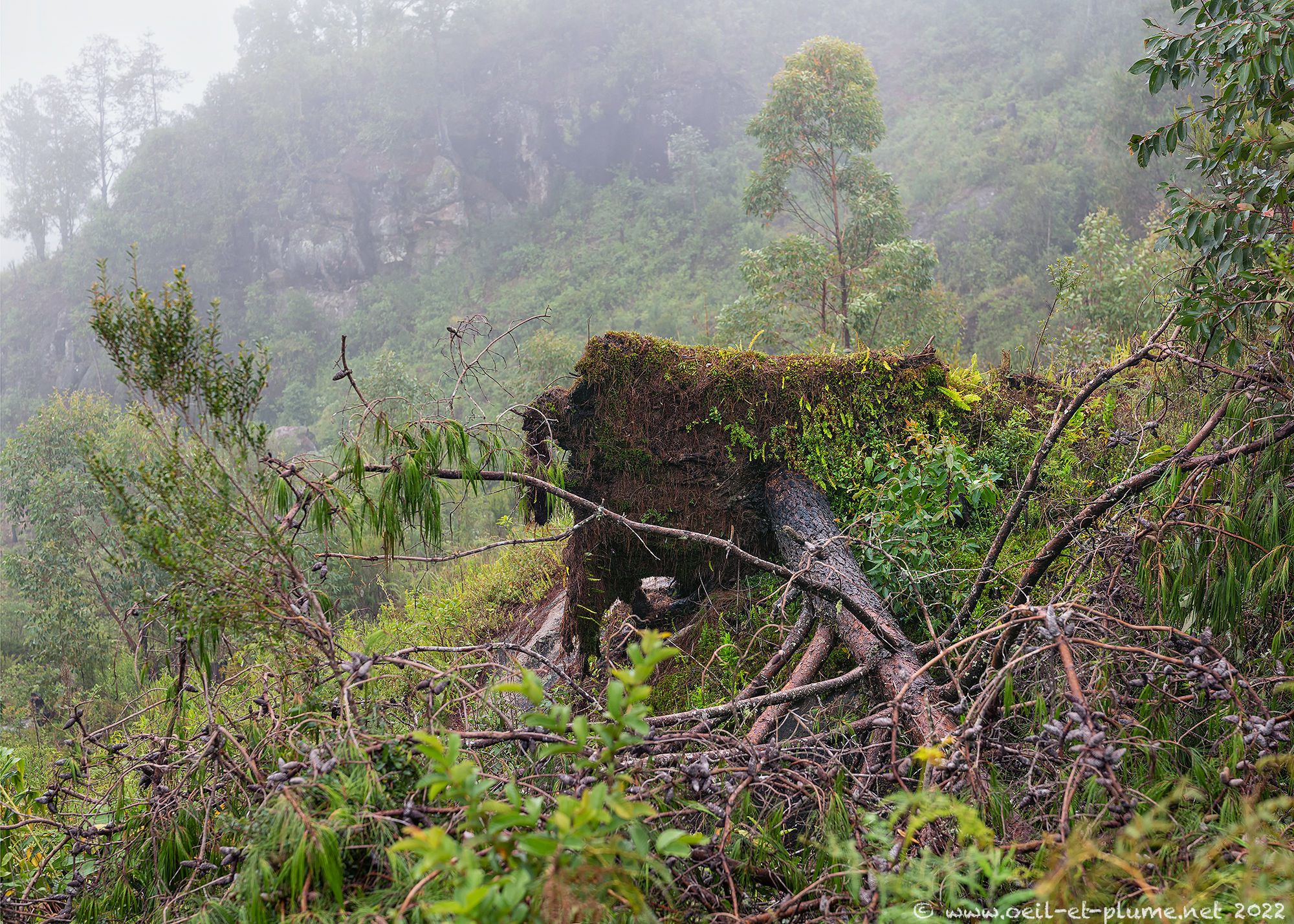 Madagascar - Zafimaniry (3) - Coups d'oeil et Coups de plume