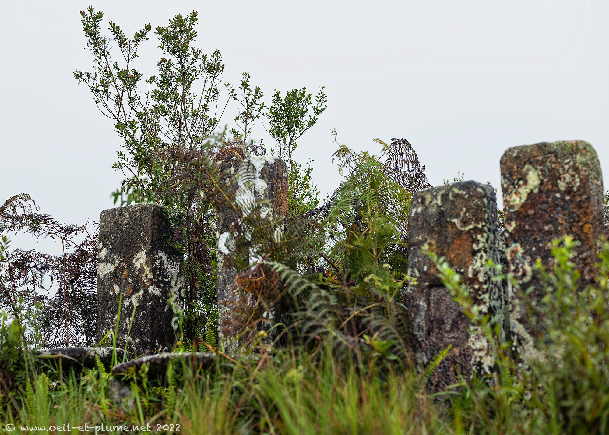 Madagascar - Zafimaniry (3) - Coups d'oeil et Coups de plume
