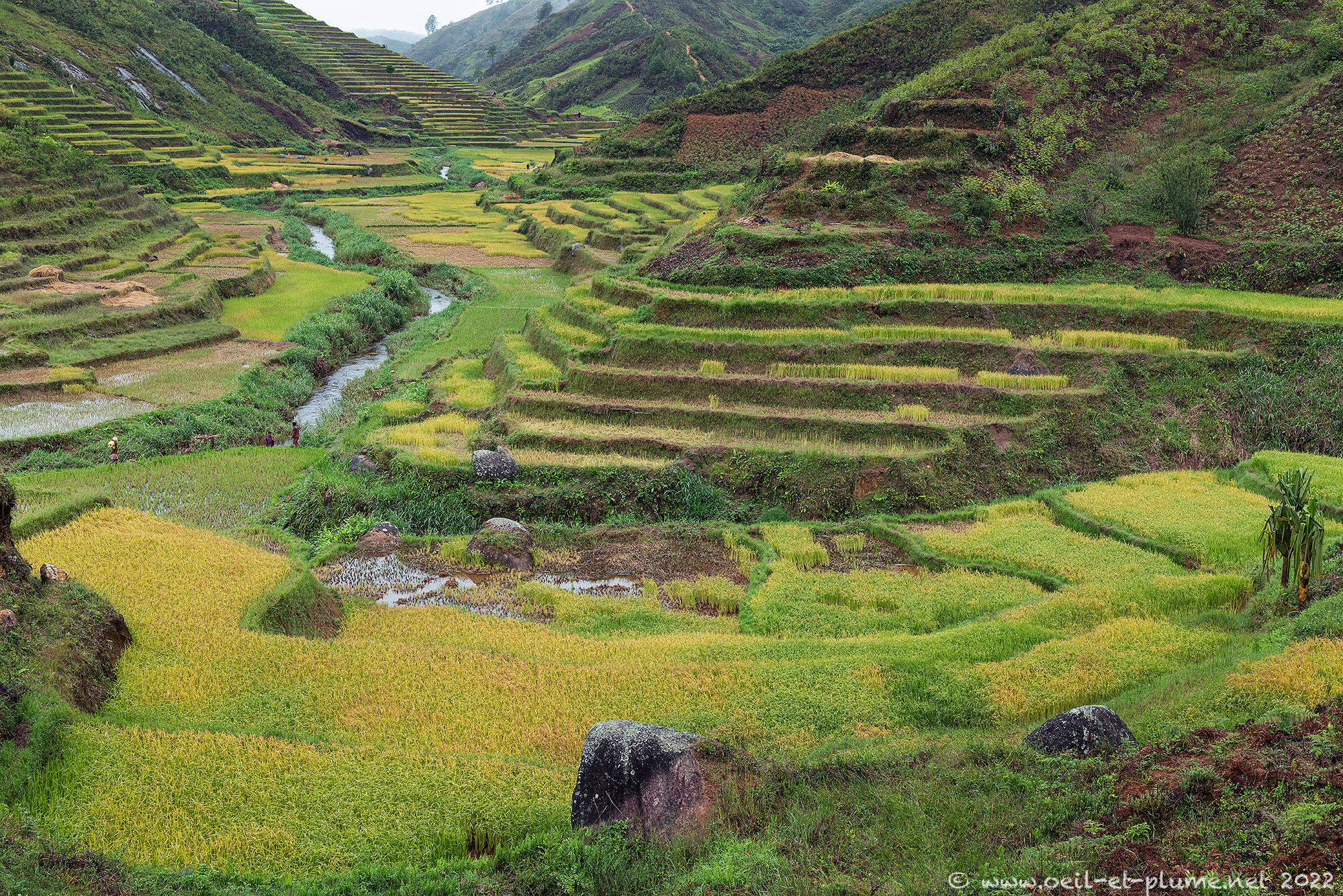 Madagascar - Zafimaniry (3) - Coups d'oeil et Coups de plume