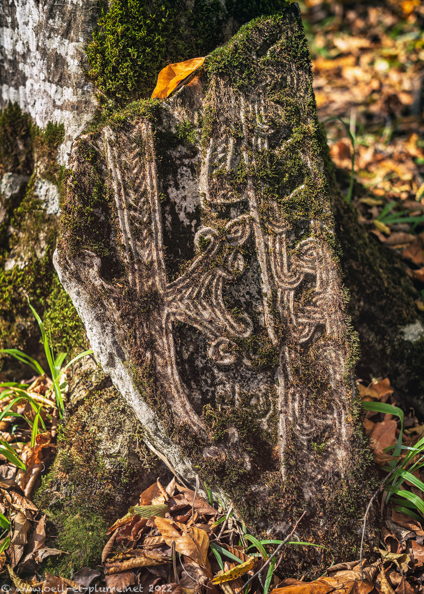 18-NK-Still-life-2022 - Coups d'oeil et Coups de plume