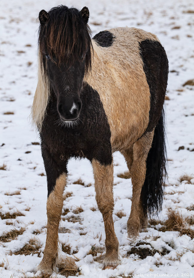 Iceland - Humans and other folks - Coups d'oeil et Coups de plume