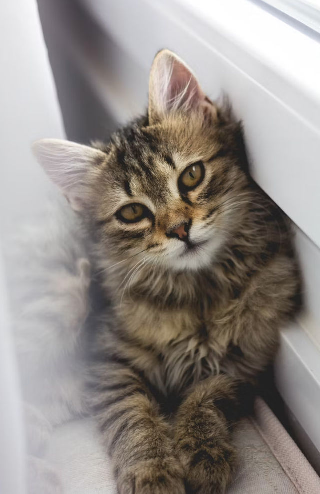 Discord Profilbildgrößenänderung · PFP Resizer