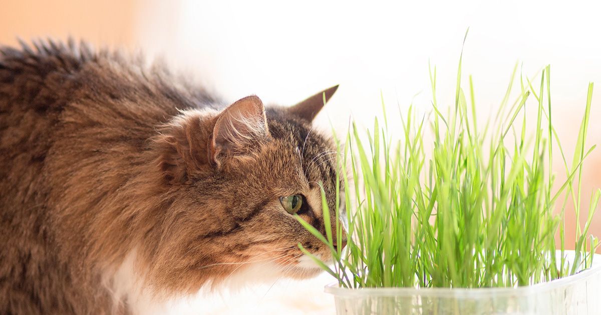 Herbe à chat : Bienfaits et utilisation - Blog Ultra Premium Direct