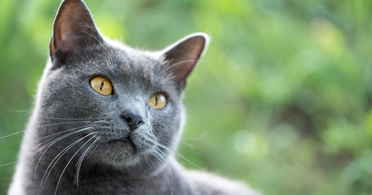 Chartreux : origines, caractère, santé et alimentation du chat - Blog ...