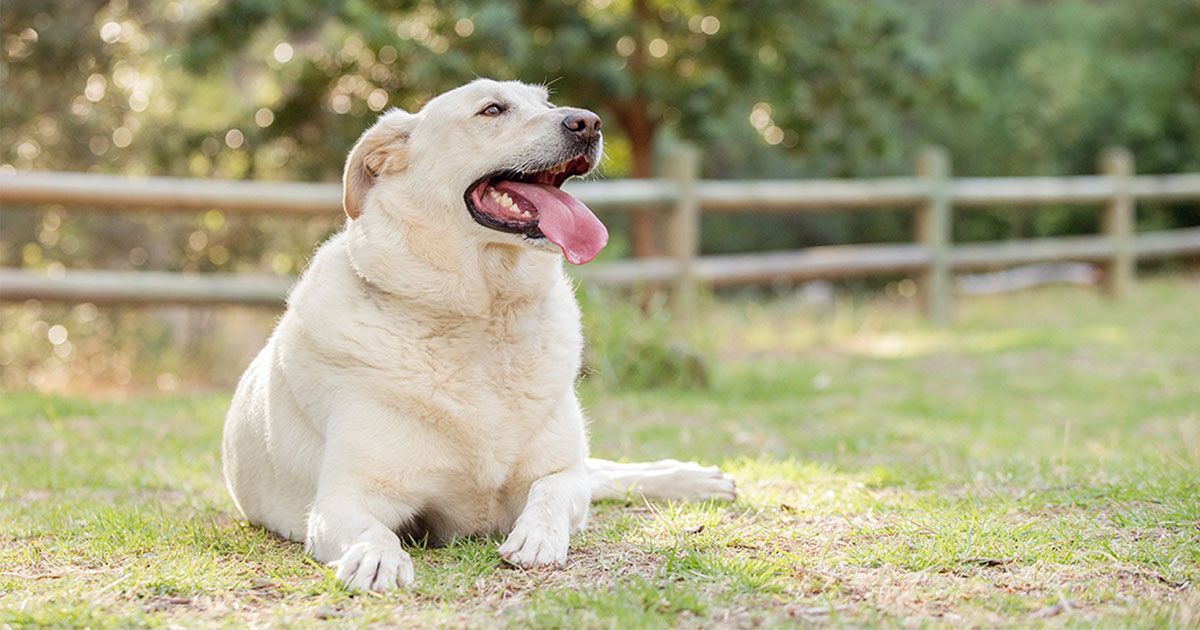 L'obésité chez le chien : mon chien est trop gros, que faire ? - Blog ...