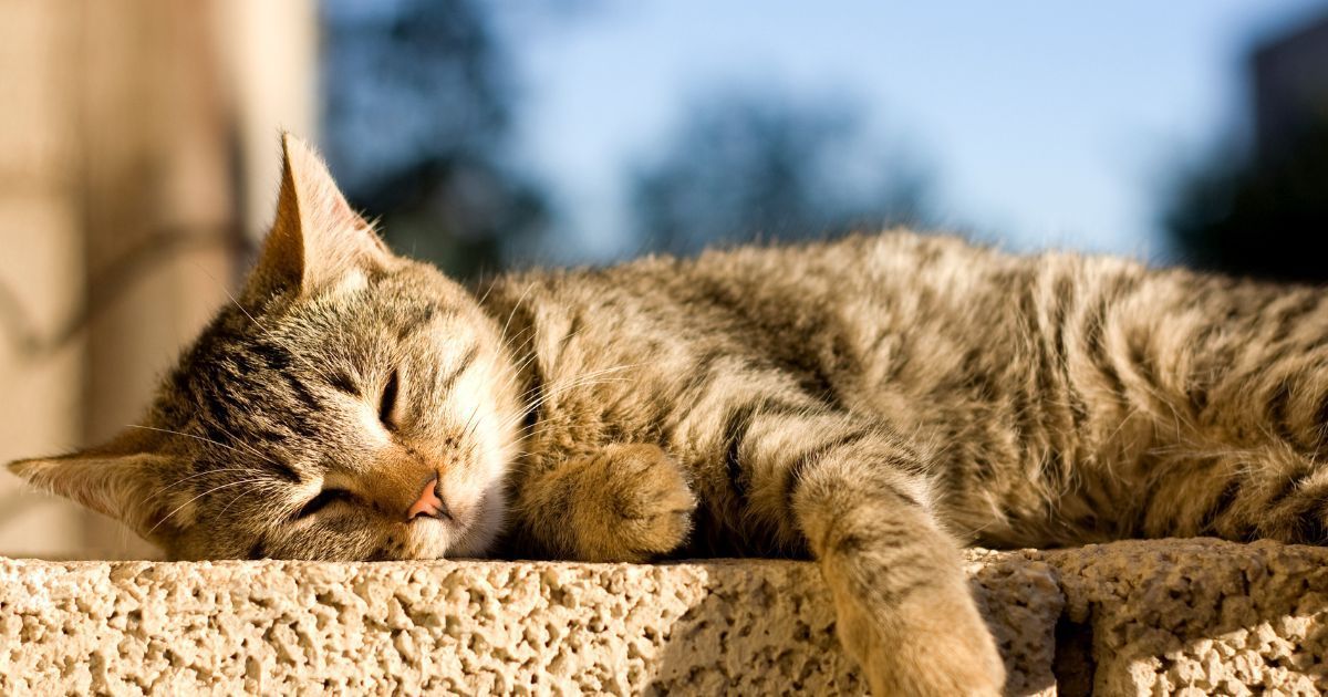 Température normale du chat : tout ce qu'il faut savoir - Blog Ultra ...
