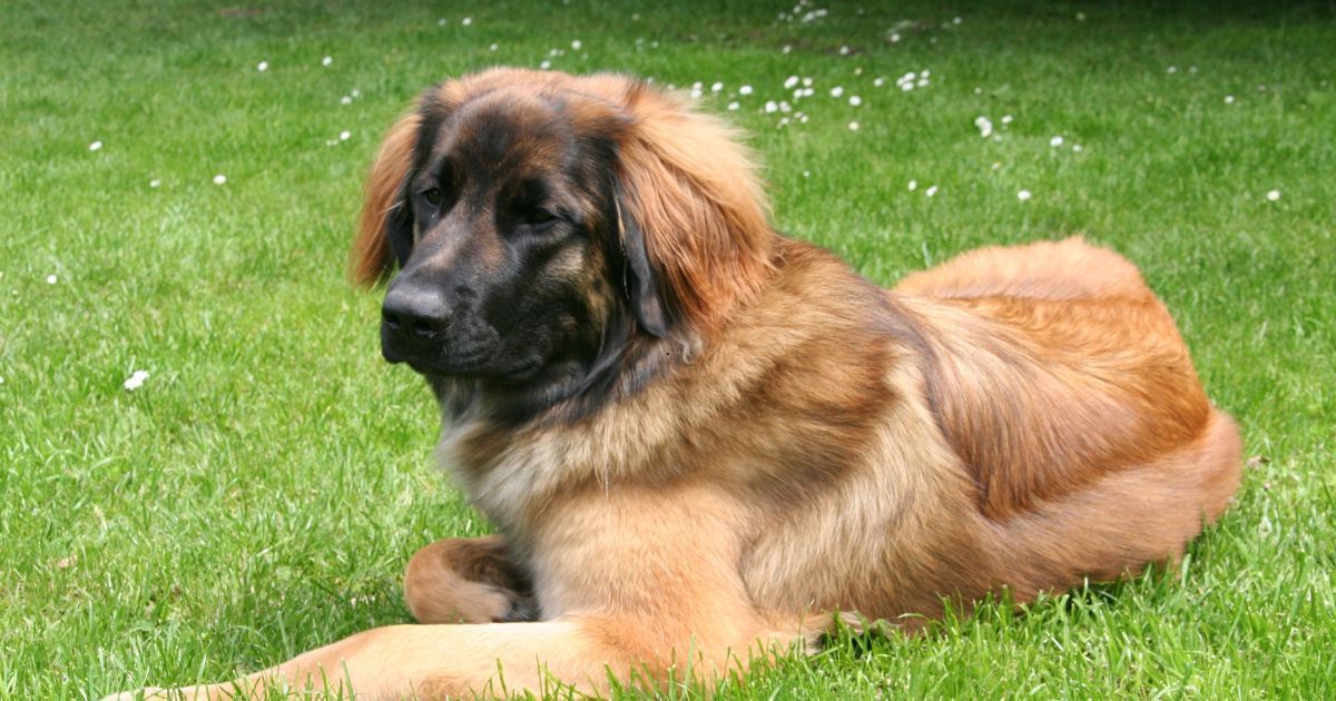 Focus sur le Leonberg - Blog Ultra Premium Direct