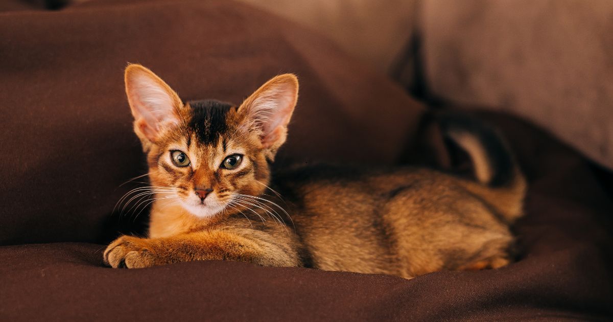 Focus sur le chat Somali - Blog Ultra Premium Direct