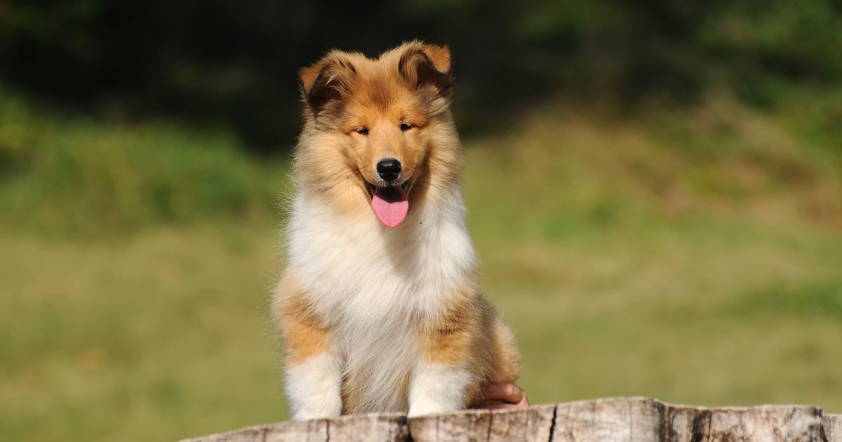 Focus sur le Colley - Blog Ultra Premium Direct