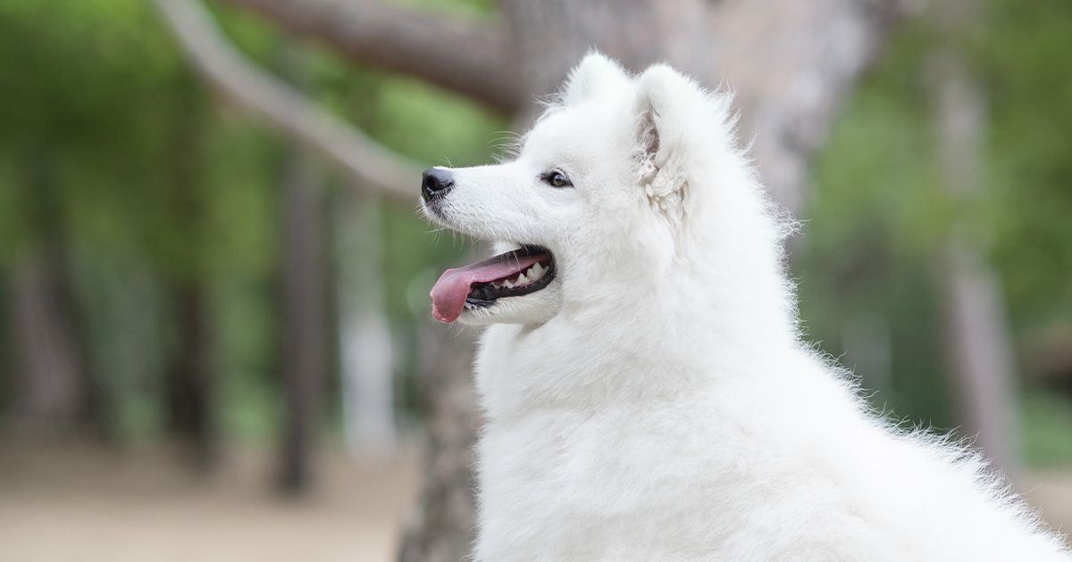 Le coup de soleil chez le chien : comment protéger son animal ? - Blog ...