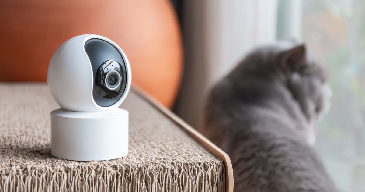Caméra pour chat : quels avantages ? - Blog Ultra Premium Direct