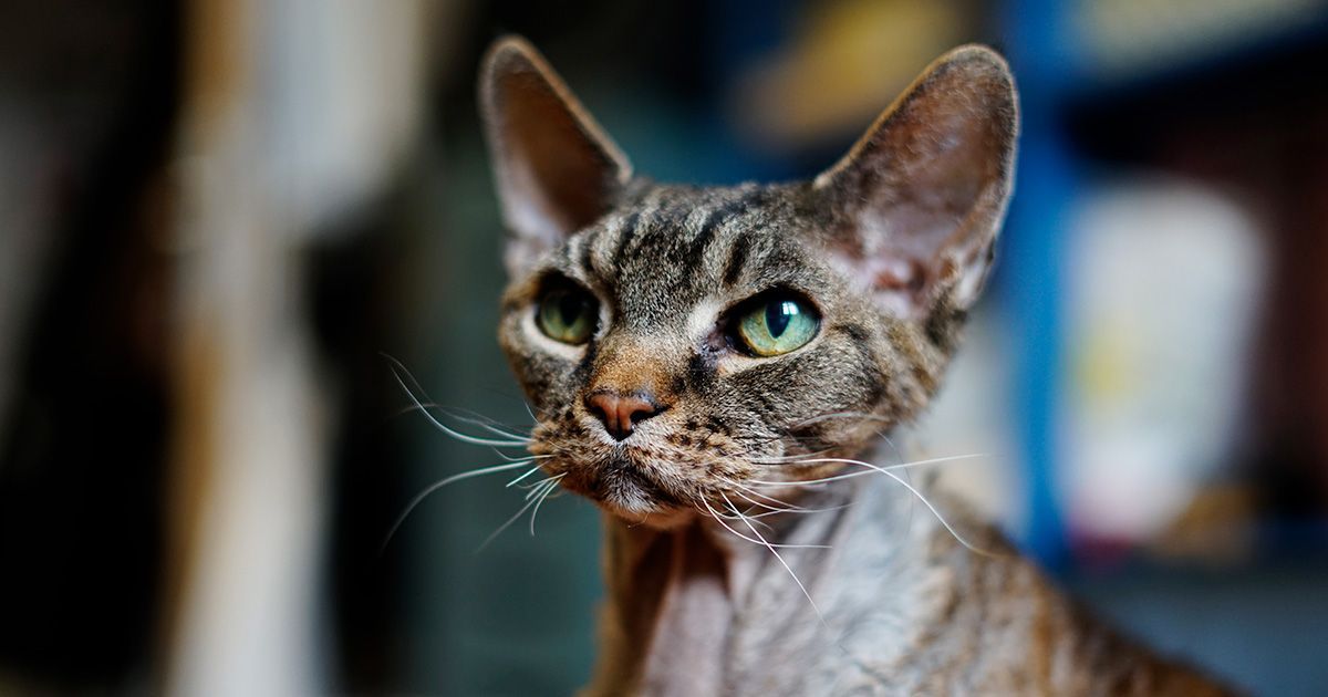 Focus sur le Devon Rex - Blog Ultra Premium Direct