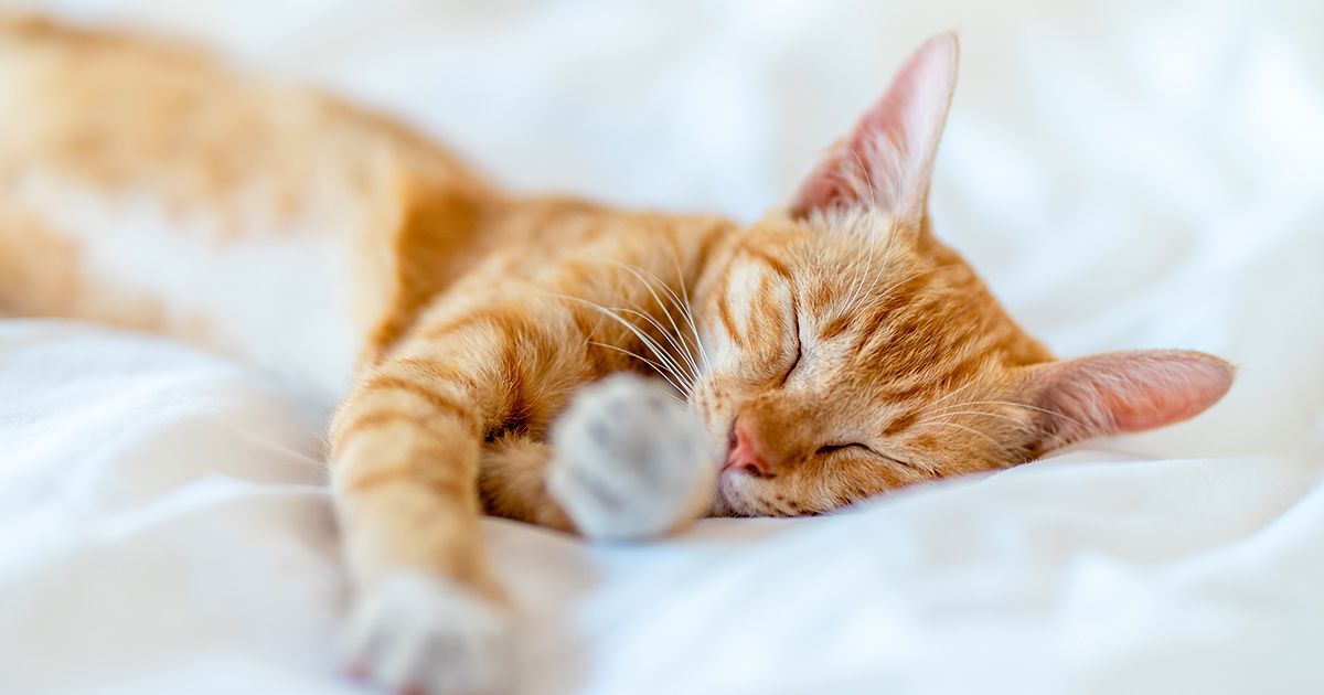 Tout savoir sur les allergies chez le chat - Blog Ultra Premium Direct