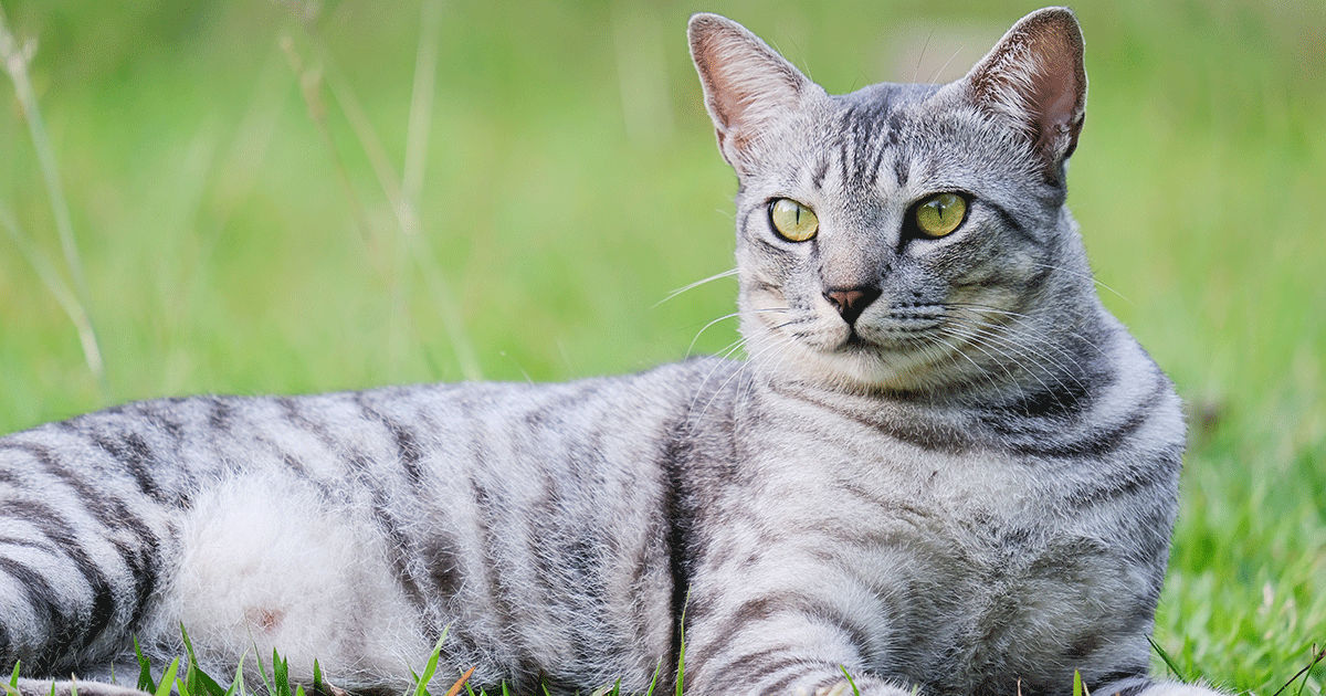 Chat Égyptien : origines, caractère, santé et alimentation du chat ...