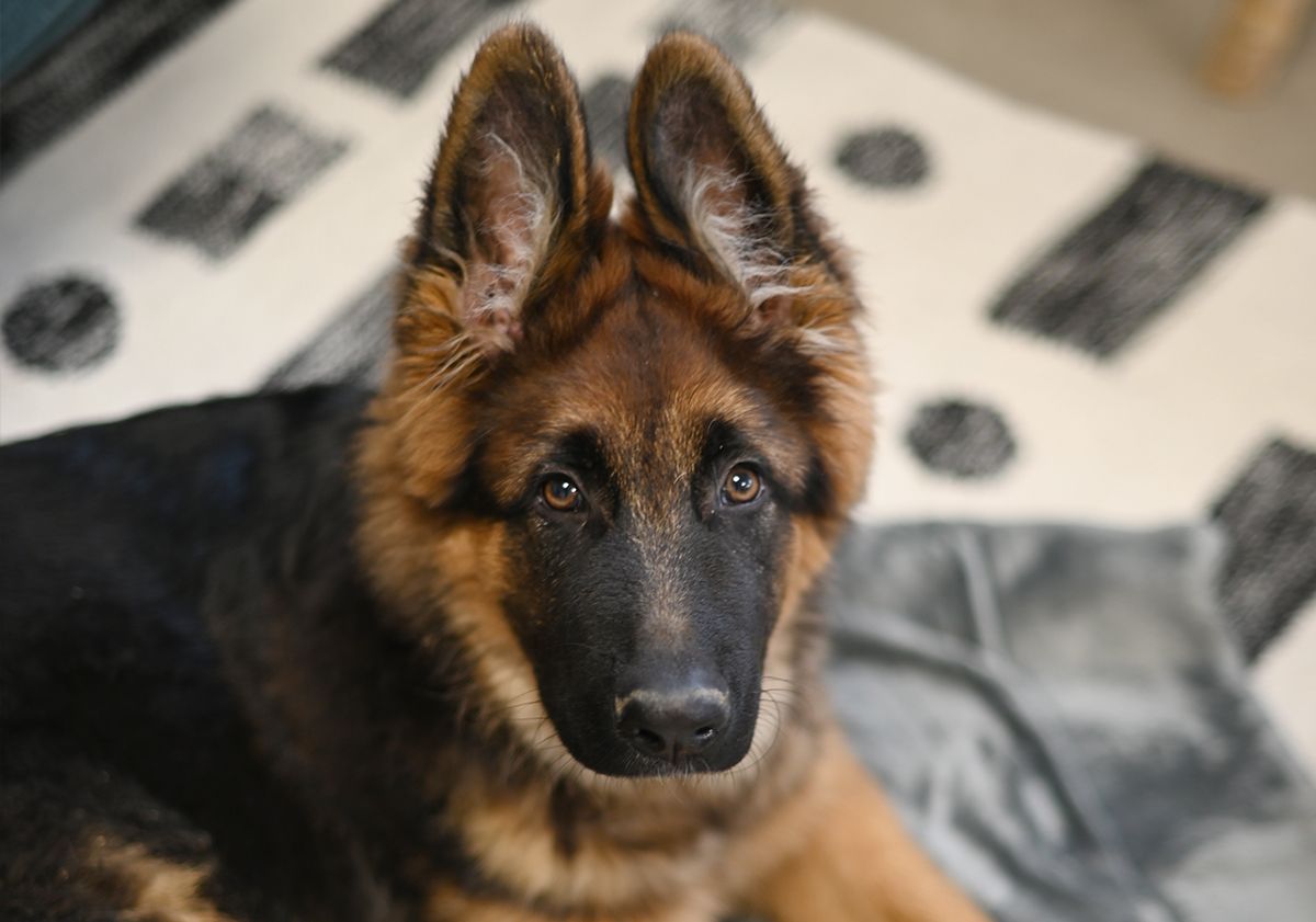 Nom De Chien 2022 Comment Trouver Le Meilleur Nom Blog Ultra Nom De Chien 2022 Comment Trouver Le Meilleur Nom Blog Ultra