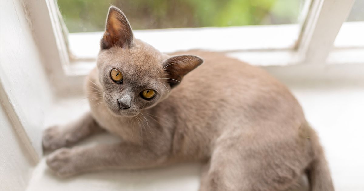 Burmese : origines, caractère, santé et alimentation - Blog Ultra ...