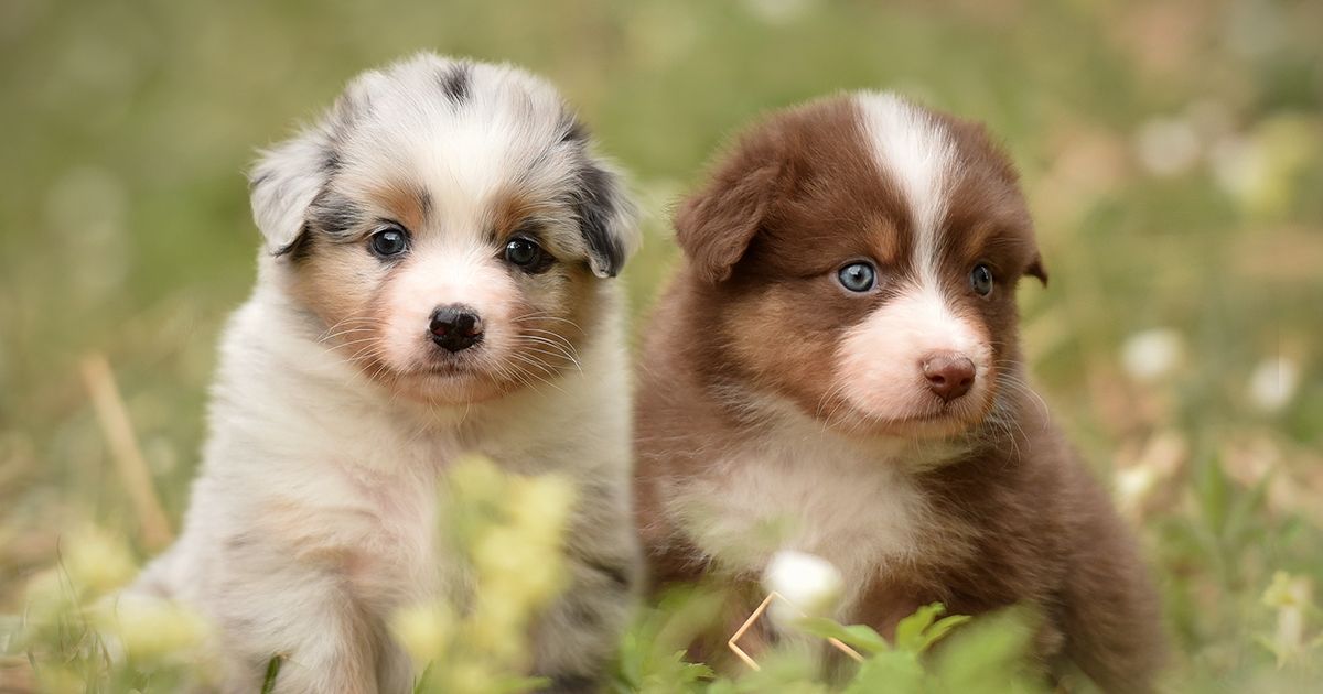 Nom De Chien 2022 Comment Trouver Le Meilleur Nom Blog Ultra