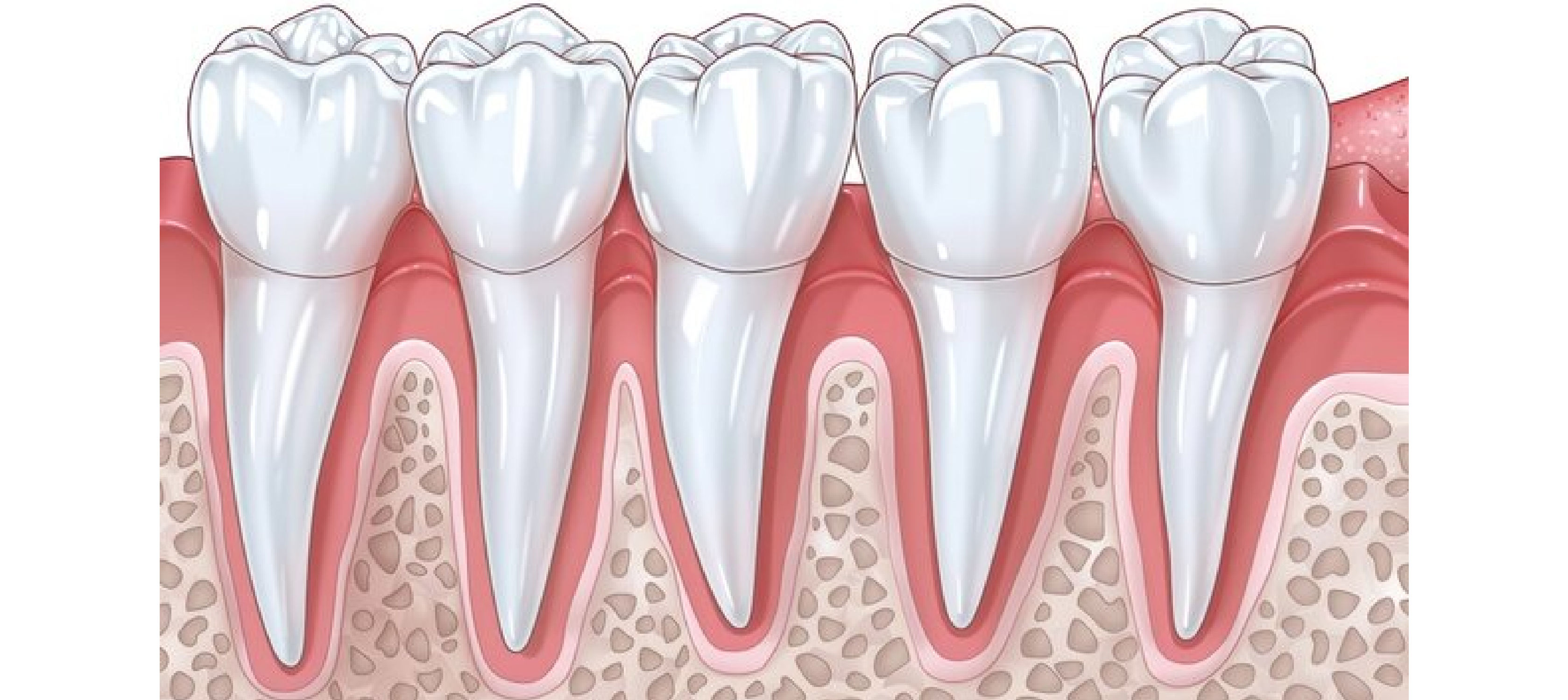 Unlocking the Mystery of the Periodontal Ligament | Medikabazaar