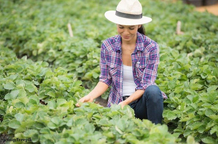 20+ Prospek Kerja Agribisnis dan Gajinya » ZonaPintar